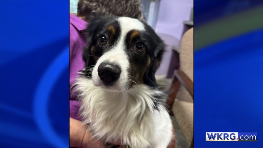 Meet Louie, a Mobile SPCA Aussie-mix looking for the right home