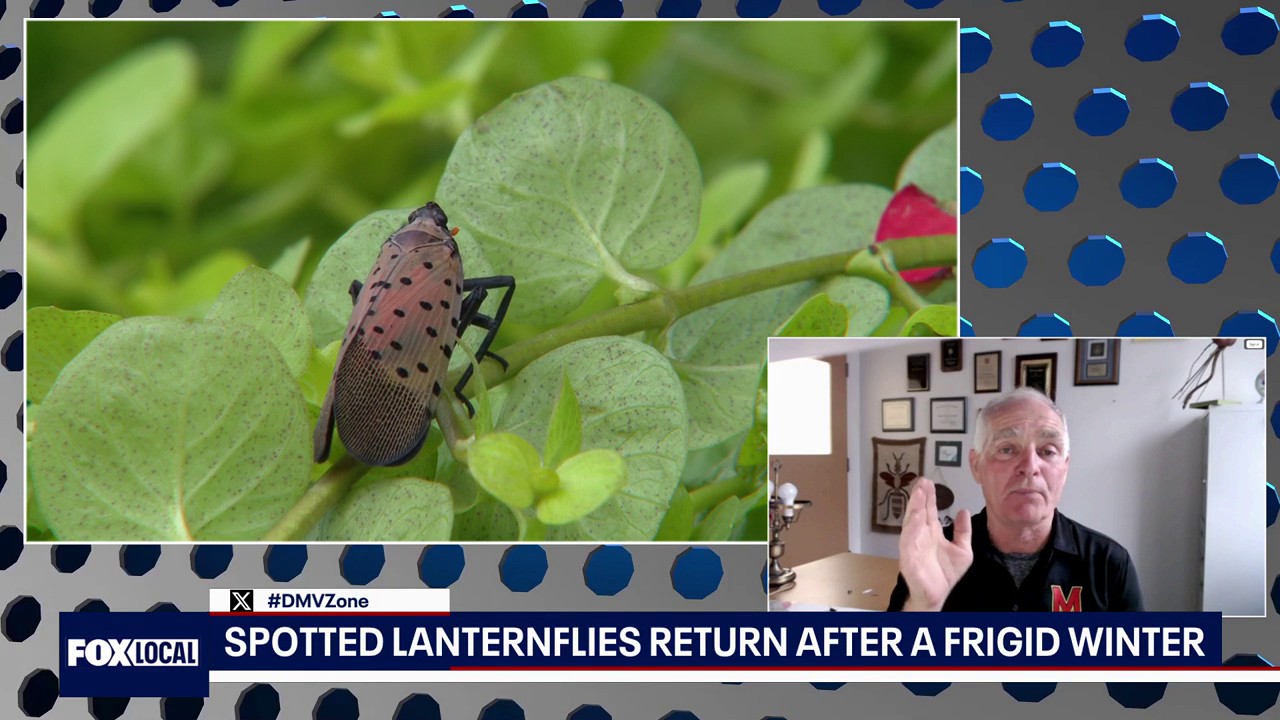Spotted lantern fly season is back