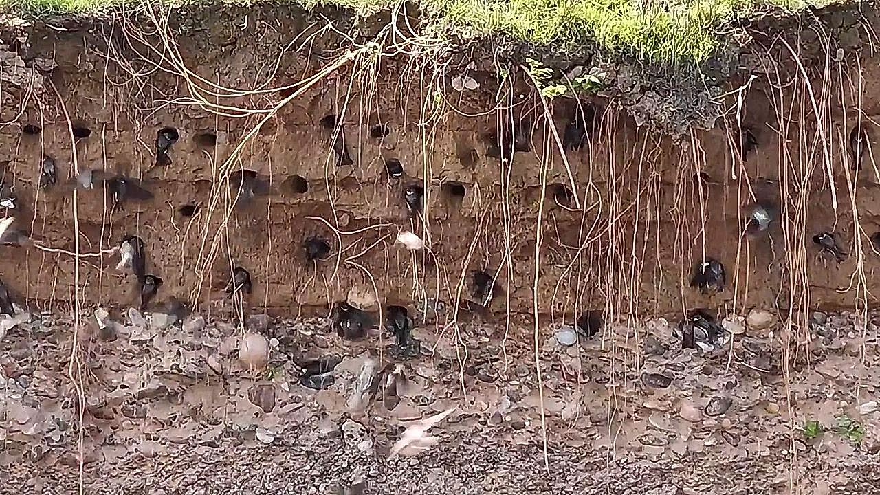 Riverbanks burst to life as thousands of birds begin nesting season