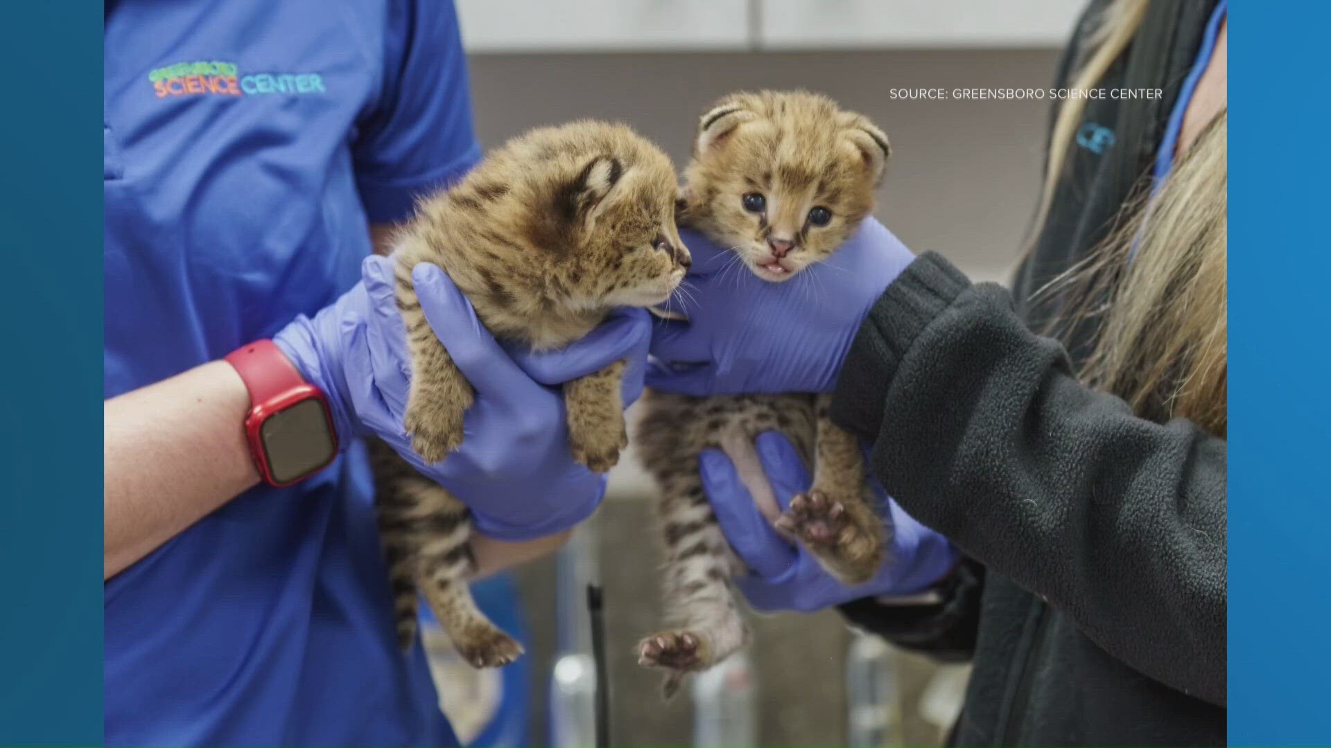 Greensboro Science Center welcomes 2 new serval kittens