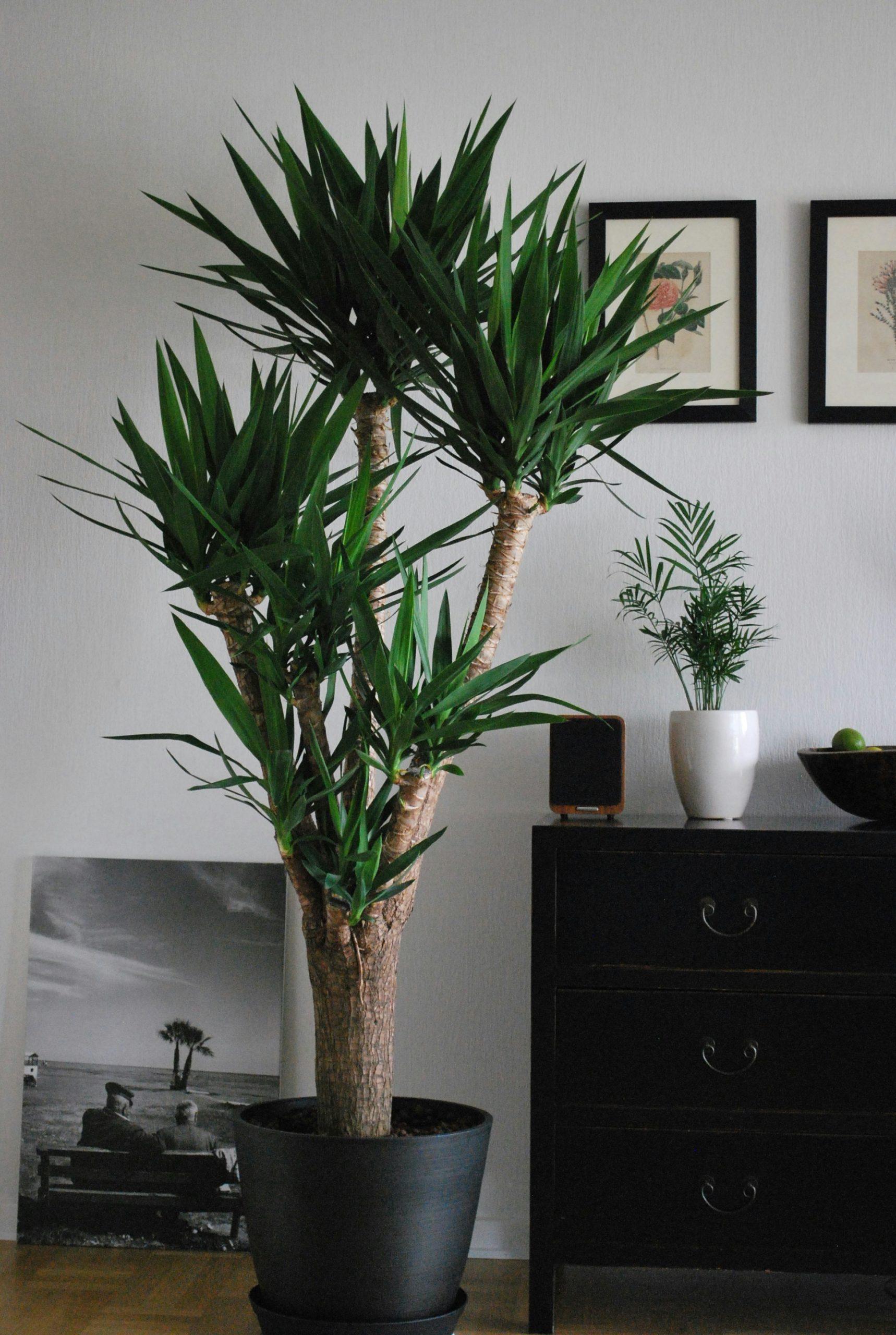 The 7 best houseplants for easy care – and the 7 hardest to keep alive