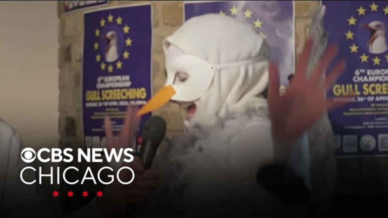 Seagull screeching contest held in Belgium | Hand Off
