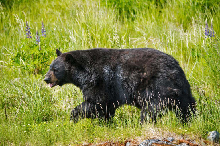 Black bear spotted in a Durham neighborhood. What to do if you see one