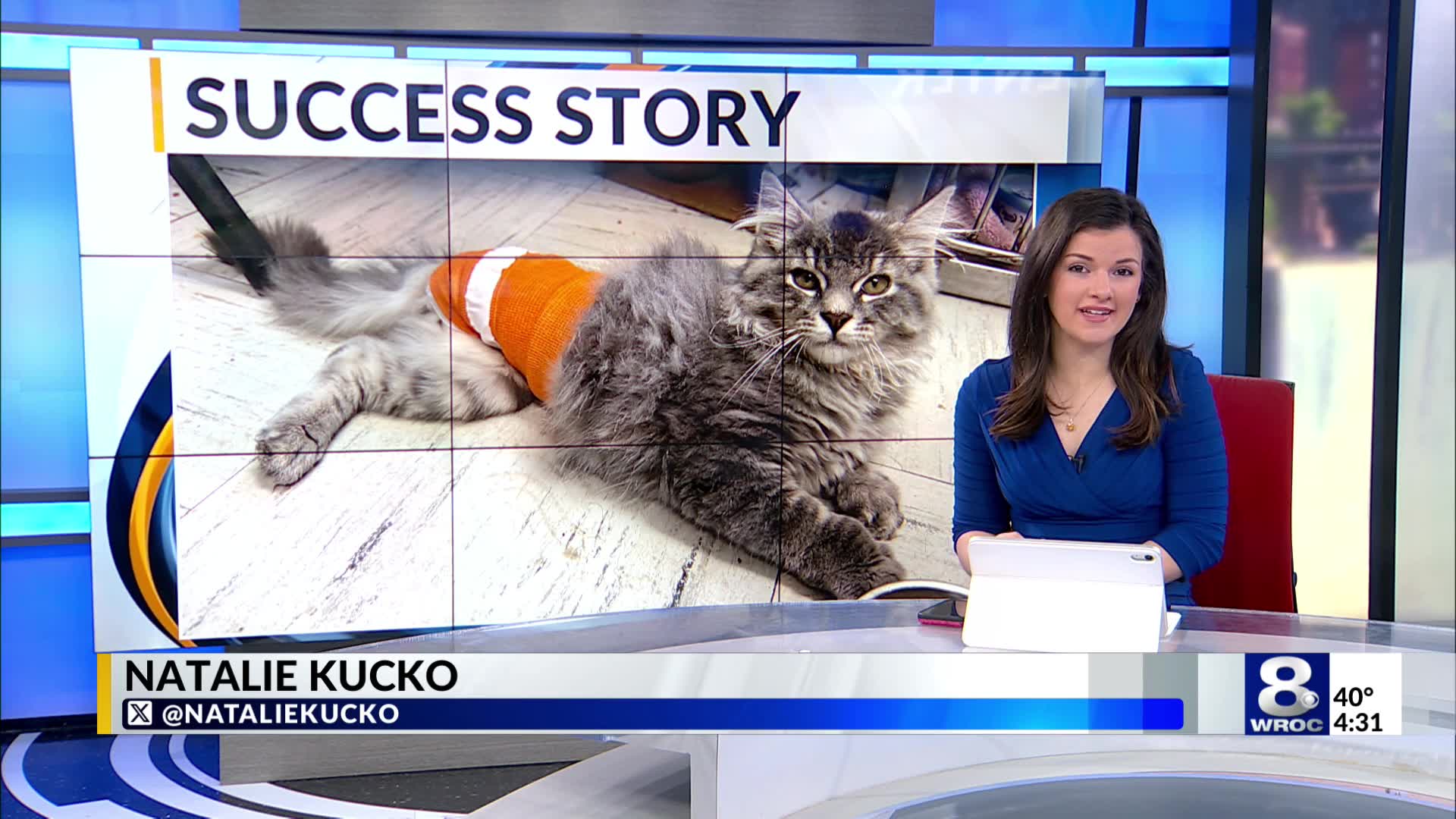 Abused kitten Smokey makes recovery, seeks new home