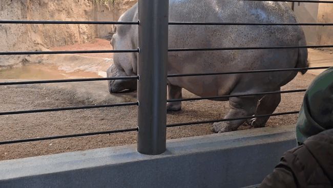 'Never trust a hippo': Zoo visitors shown who's boss by territorial beast