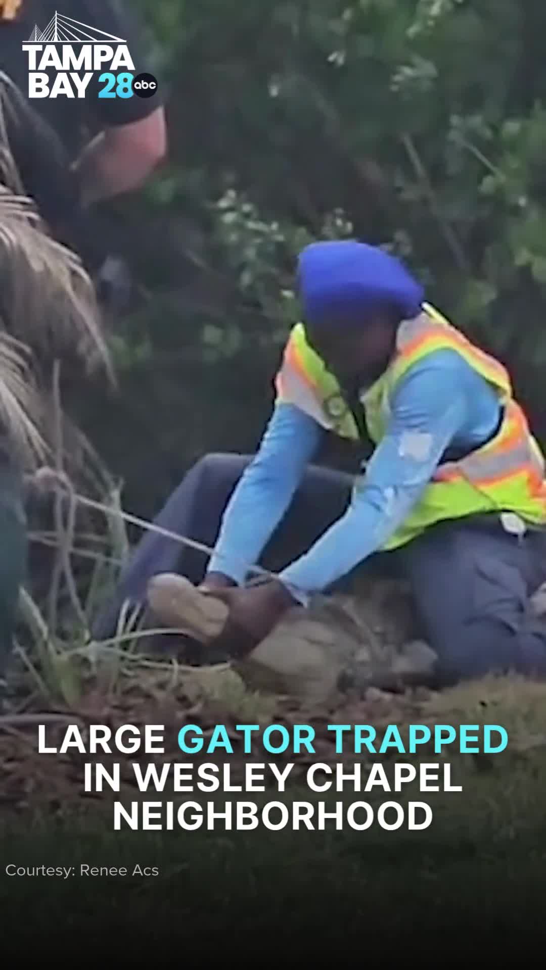 Large gator trapped in Wesley Chapel neighborhood