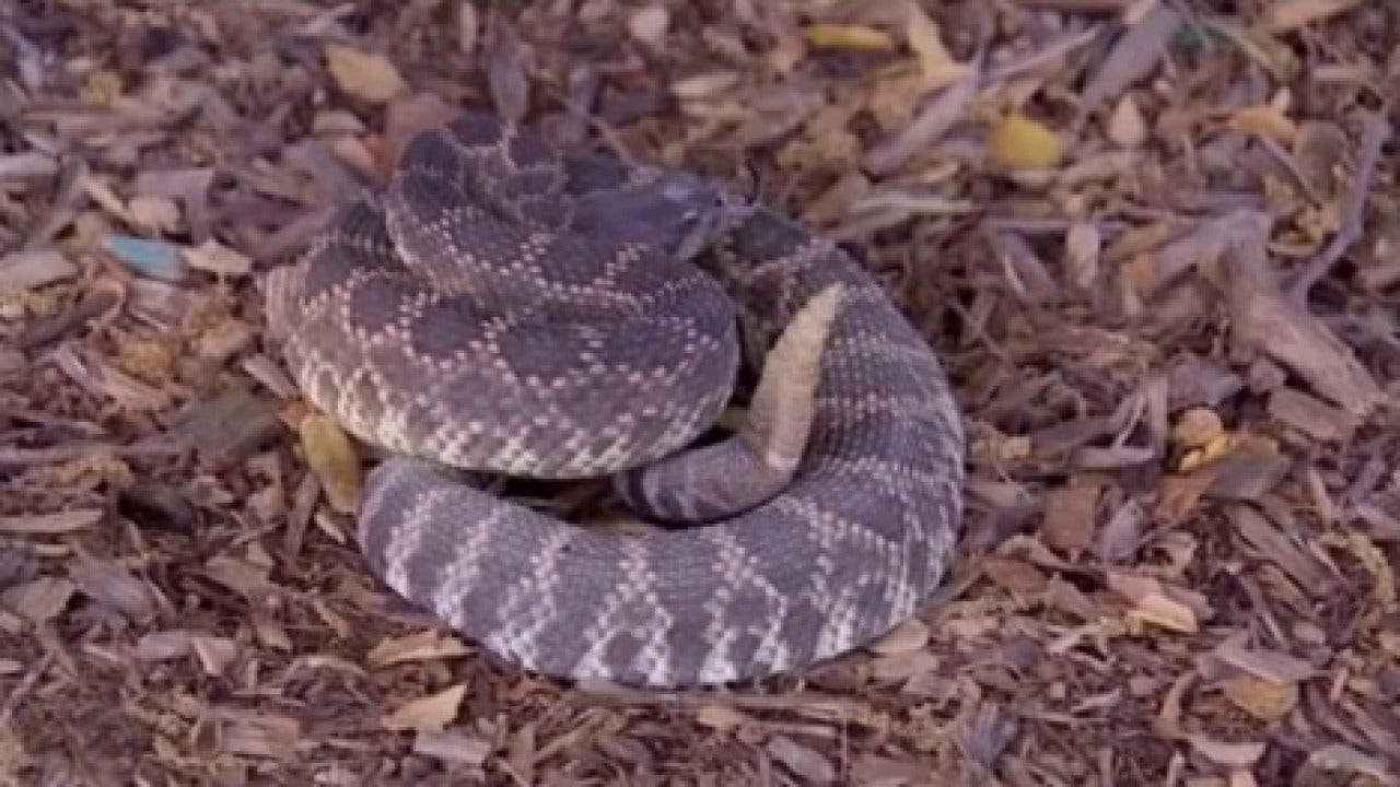 Here's where you are most likely to encounter a rattlesnake in Southern ...