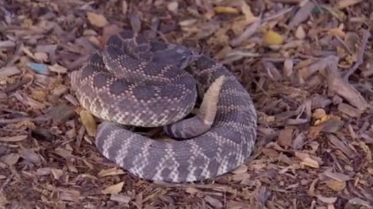 These are the top rattlesnake hot spots in Southern California: List