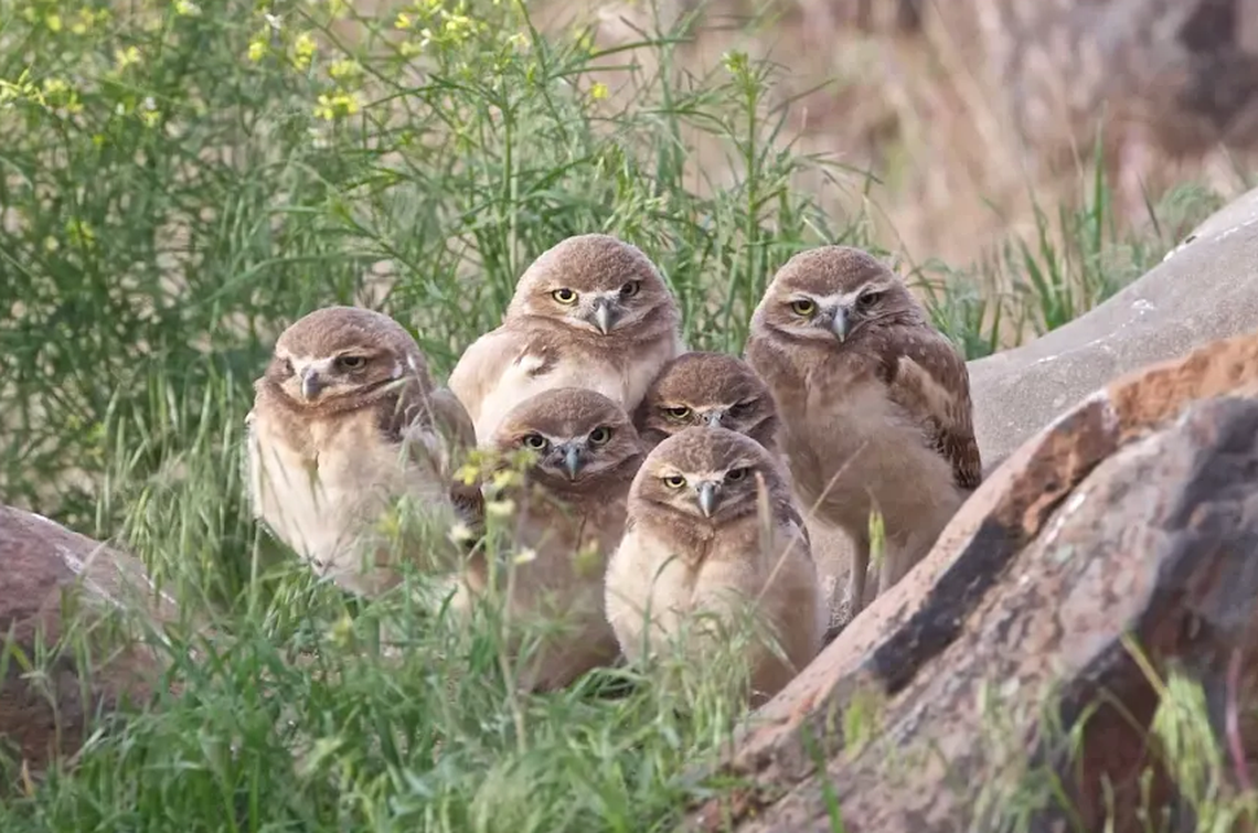 Owl cam. Watch livestream of rare burrowing owl pair near Tri-Cities