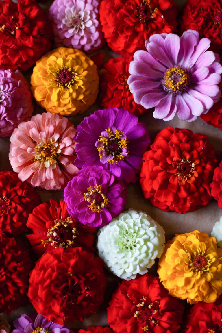 The #1 mistake people make when starting a cut-flower garden (and how ...