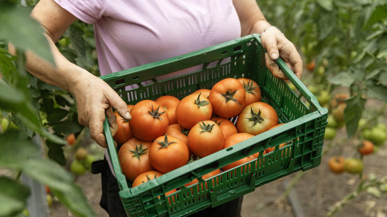 The sturdy tomato variety gardeners turn to year after year