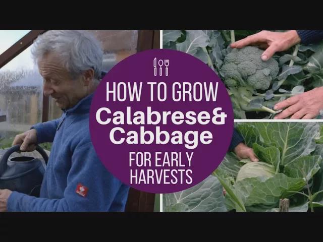 Grow calabrese and cabbage for early harvests, use same method for late ...