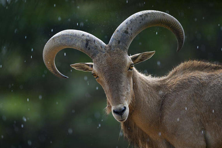 Texas released 71 sheep to boost hunting in 1957. Now over 20,000 ...