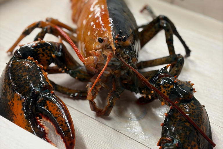 Kokt eller rå? Ekstremt sjelden hummer fanget i USA