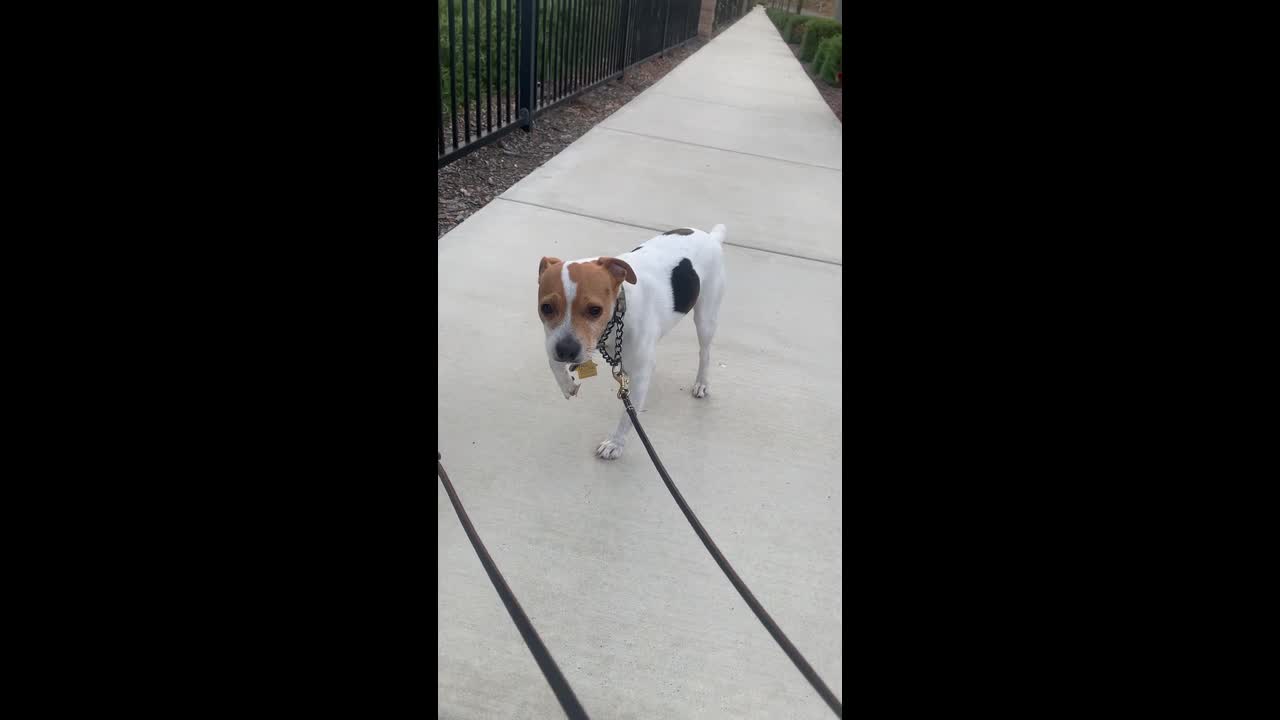 Dramatic Jack Russell halts every walk over tiniest objects on his paw