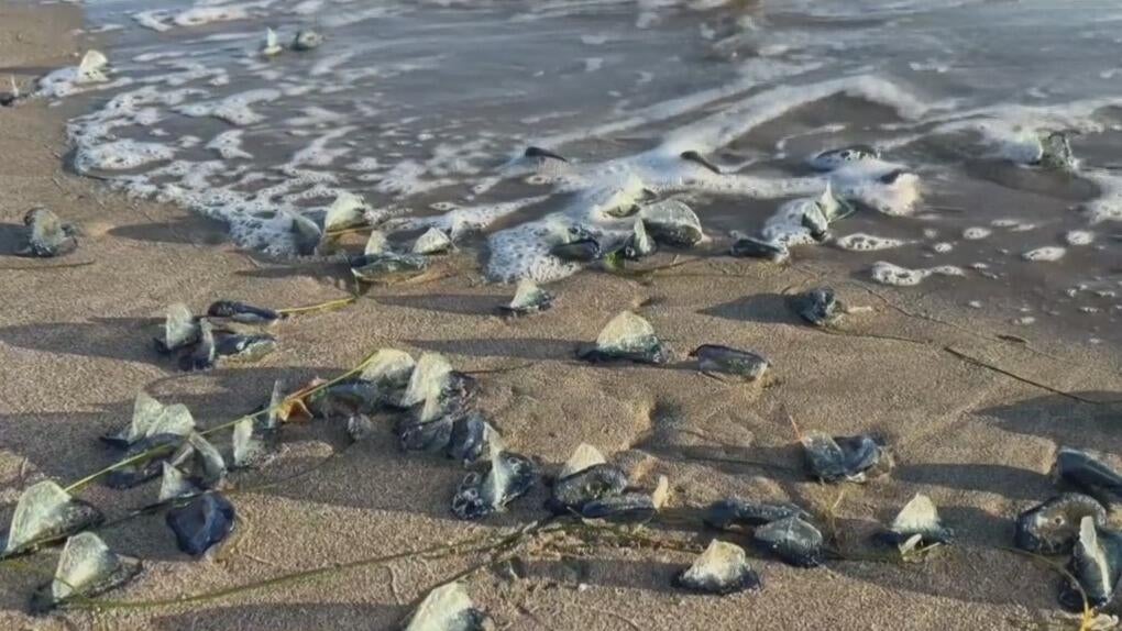 Thousands of curious sea creatures washing up on Monterey County beaches