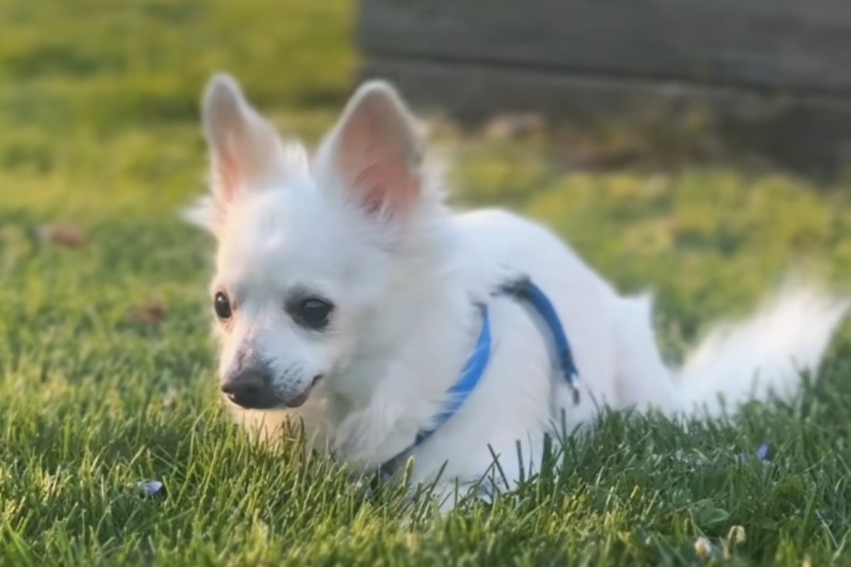 Dog owners wanted to put down their pup for this shocking reason – and ...