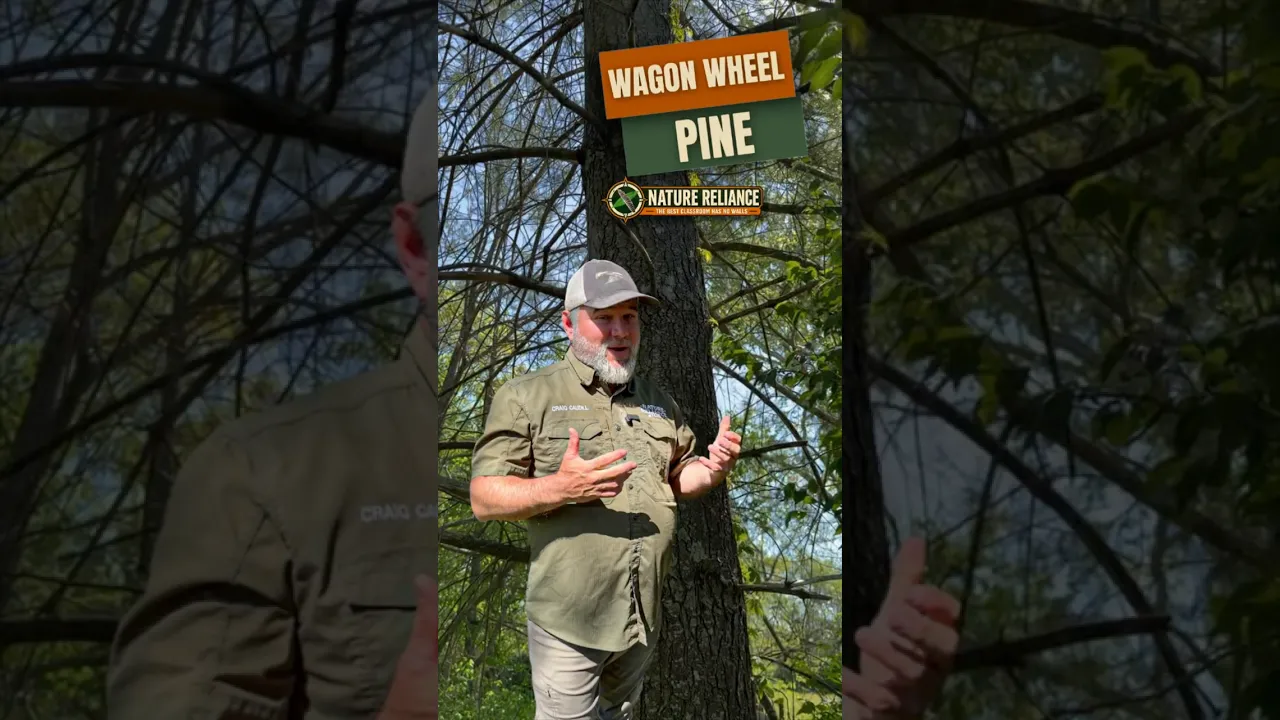 Wagon wheels on a pine tree?