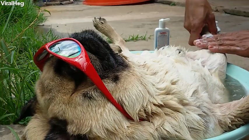 Pug bath time