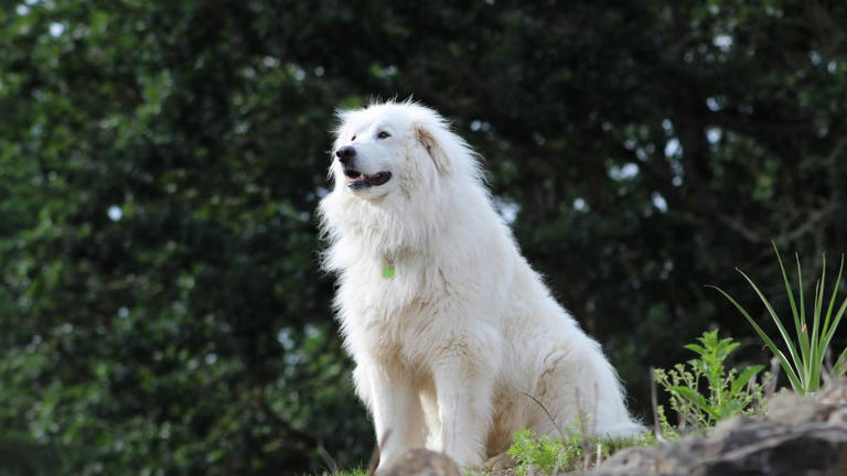 Great Pyrenees who eats packages looks like a hangry polar bear