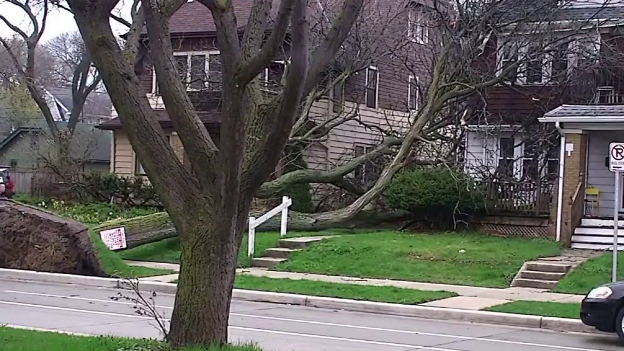 Fallen tree lands between 2 Milwaukee homes
