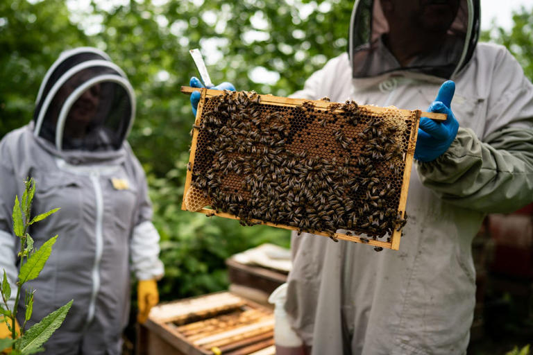 Royal beekeeping: A brief history