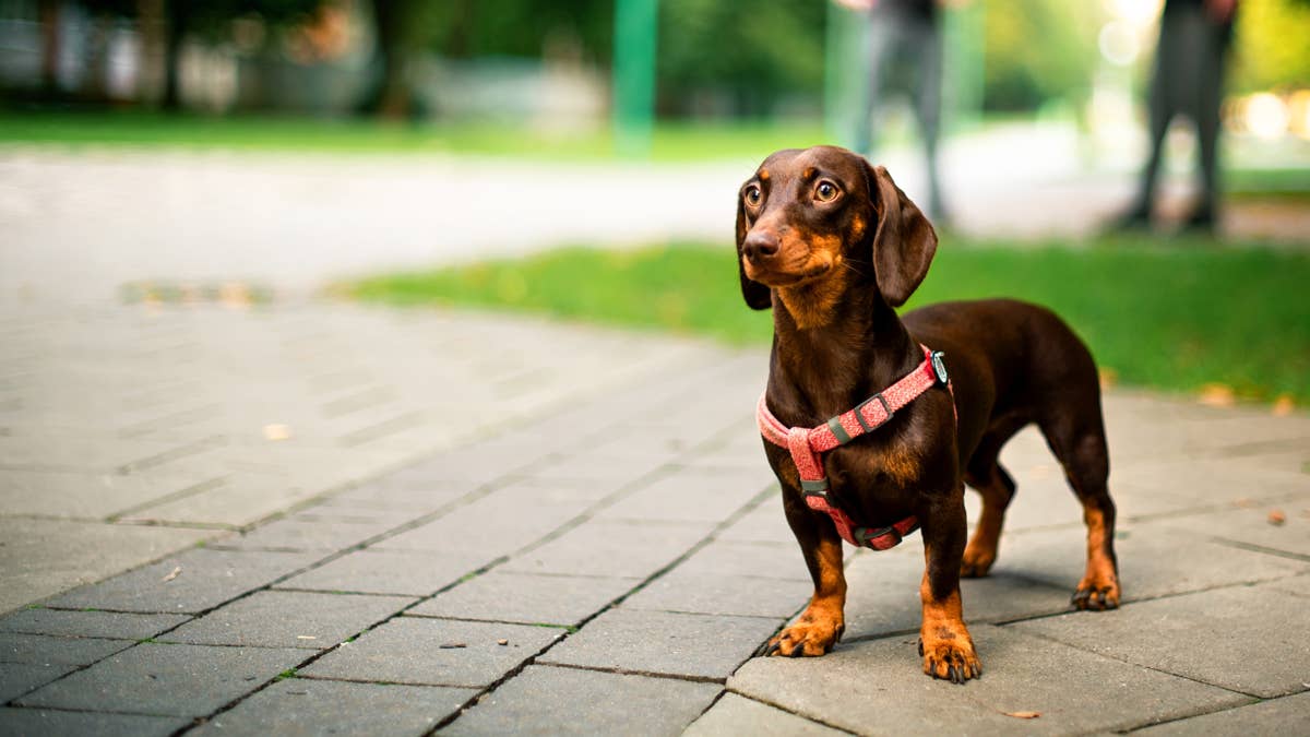 This dachshund puppy's tiny howl has everyone obsessed