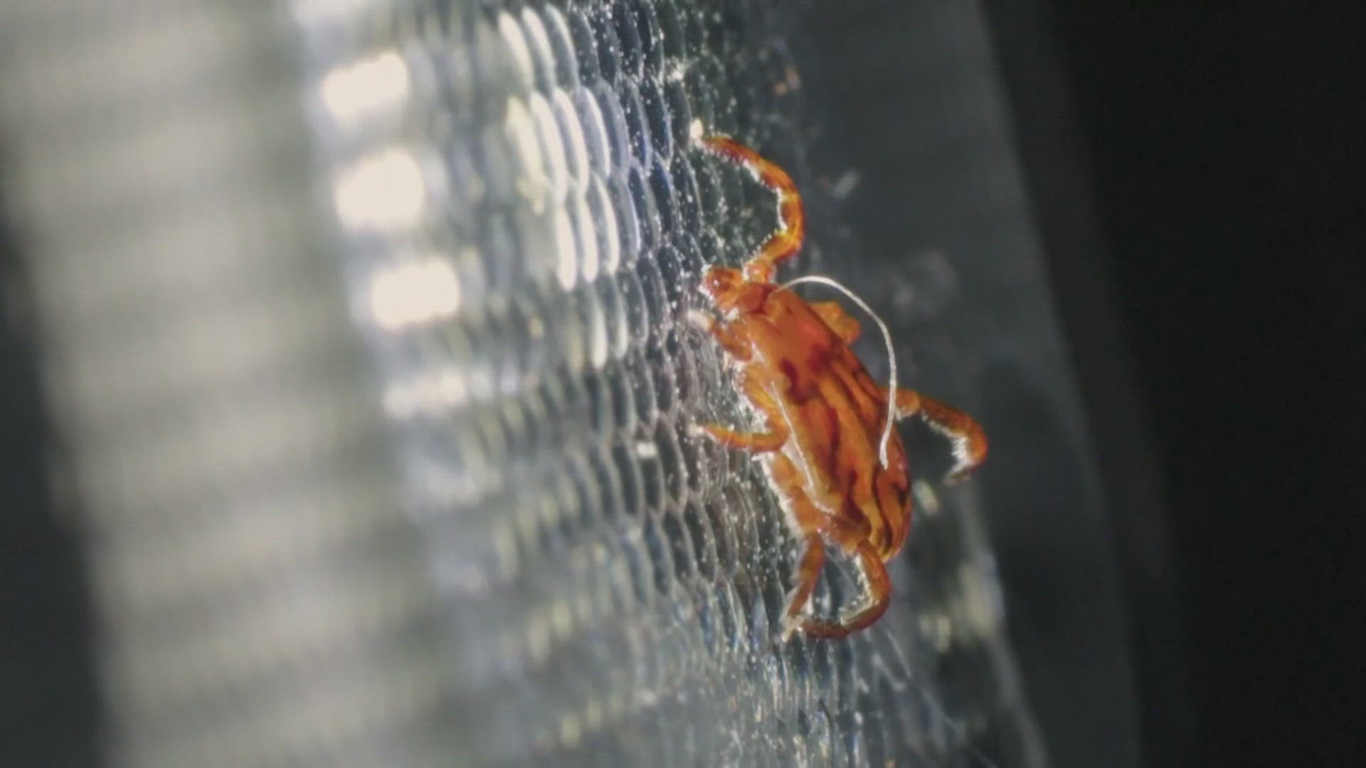 Polk County Health Department raises awareness of tick season as Iowa ...