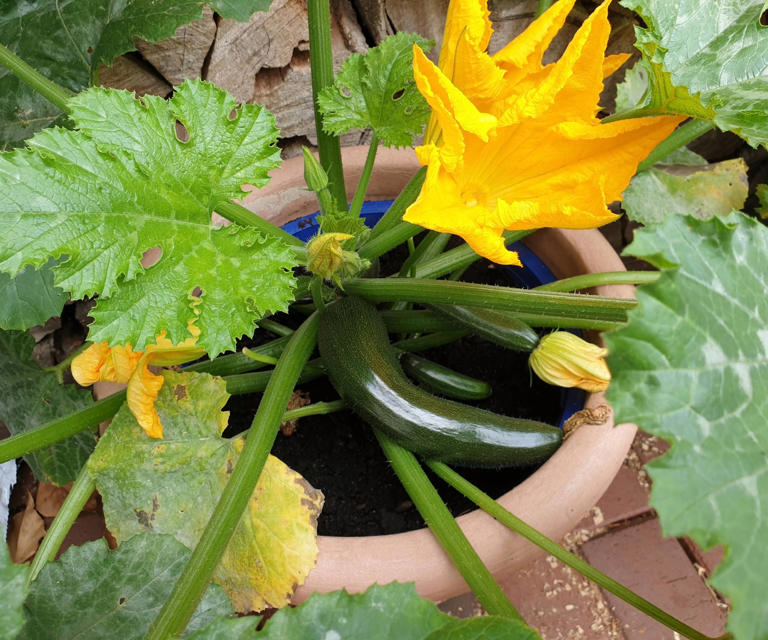 You can still plant these vegetables in June – act now for a fast ...