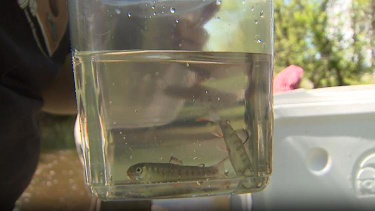 Local high school FFA group participates in trout release in Lancaster ...