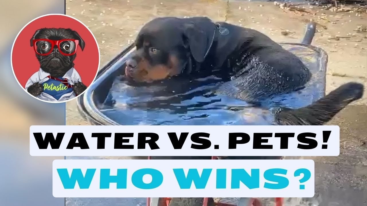 Funniest water adventures with pets! Splashing, failing and pure chaos