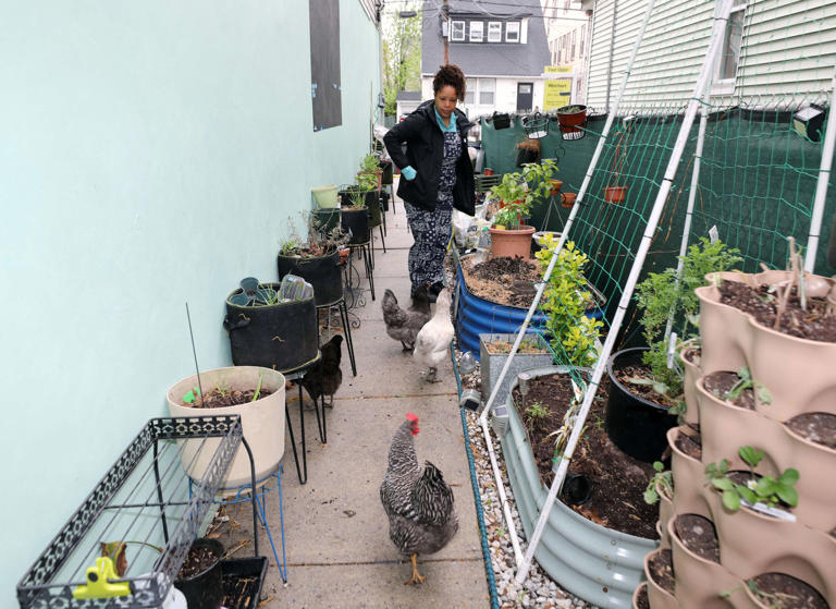 Farm fresh eggs in ... Newark? This former teacher is making it happen.