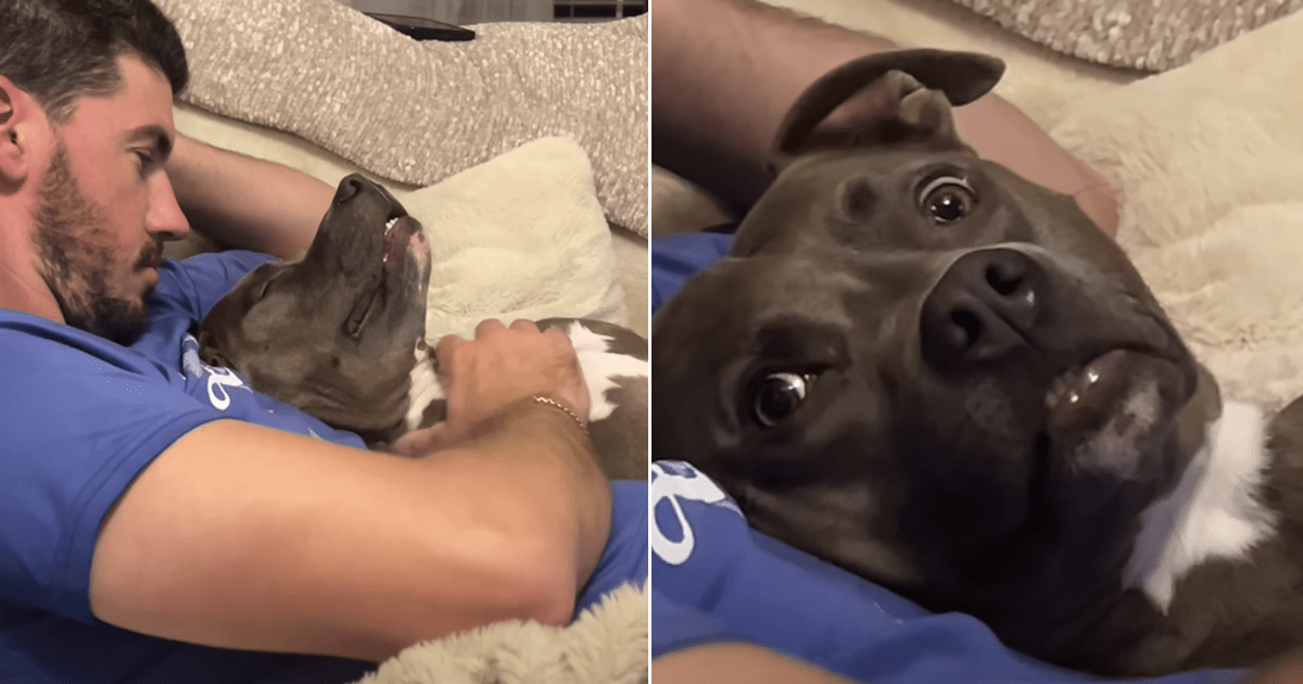 Dog gives mom side eyes for disturbing scratch time with dad