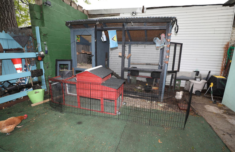 Farm fresh eggs in ... Newark? This former teacher is making it happen.