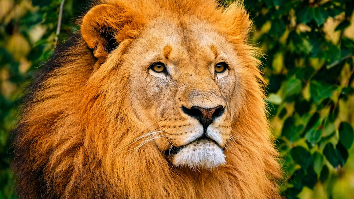 King of the jungle showcasing strength and calm authority