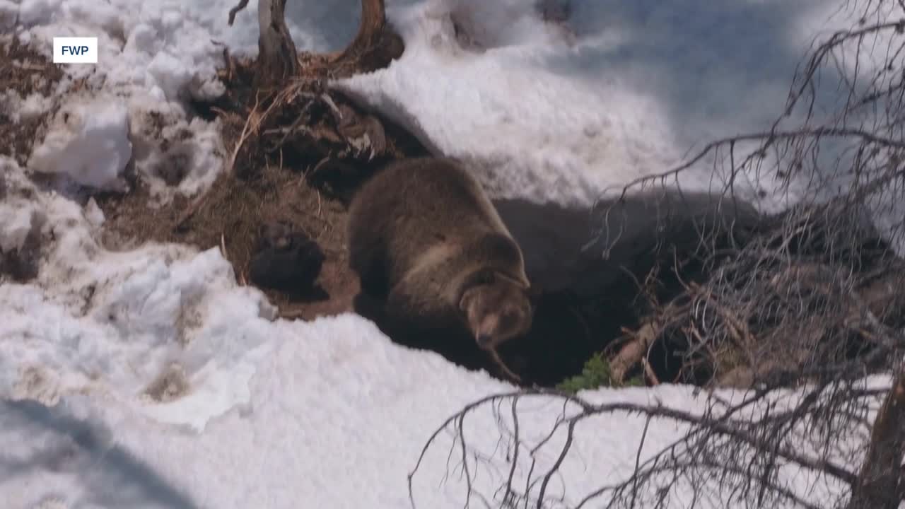 Relocated grizzly bear emerges with two cubs, sparking genetic ...