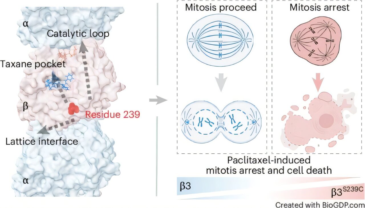 Small differences in cell structures called microtubules determine how ...