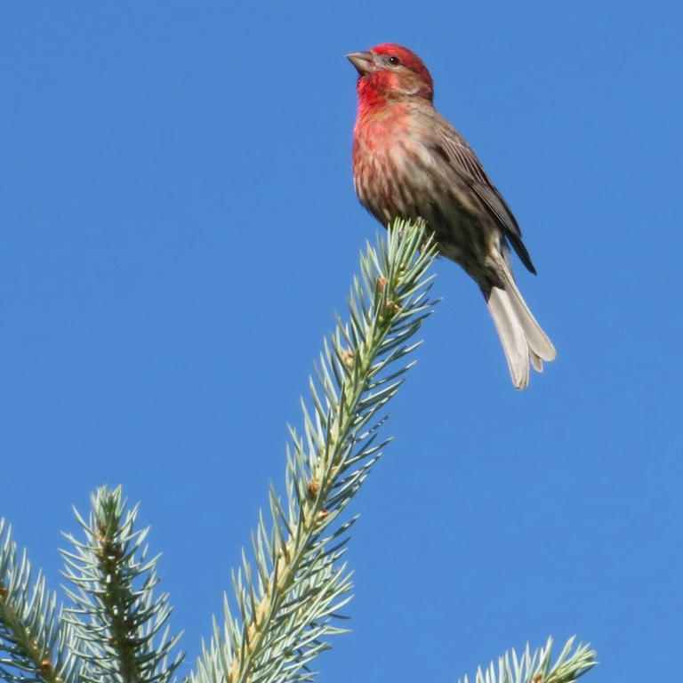 See city birds in urban birding hotspots