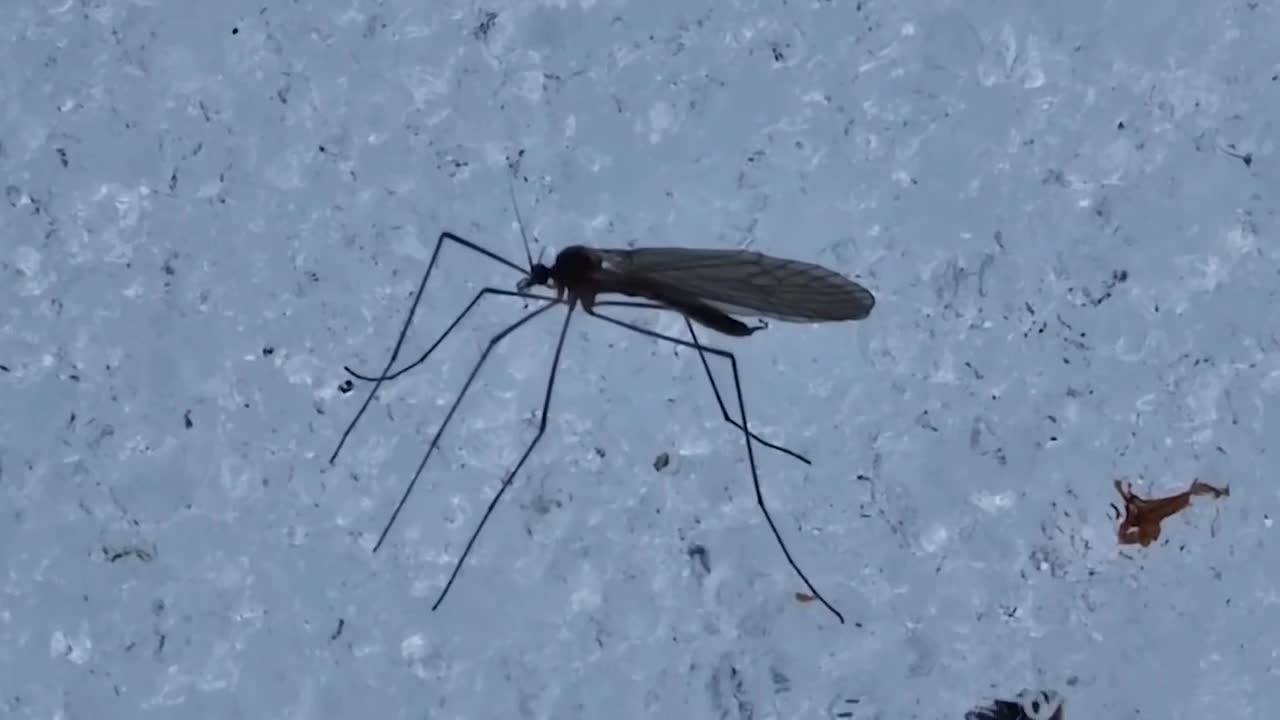 Weather wise: Late snow, the mosquito killer