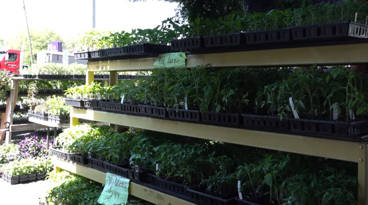 'Overlooked' SNAP benefit covers fruit, vegetable plants thanks to ...