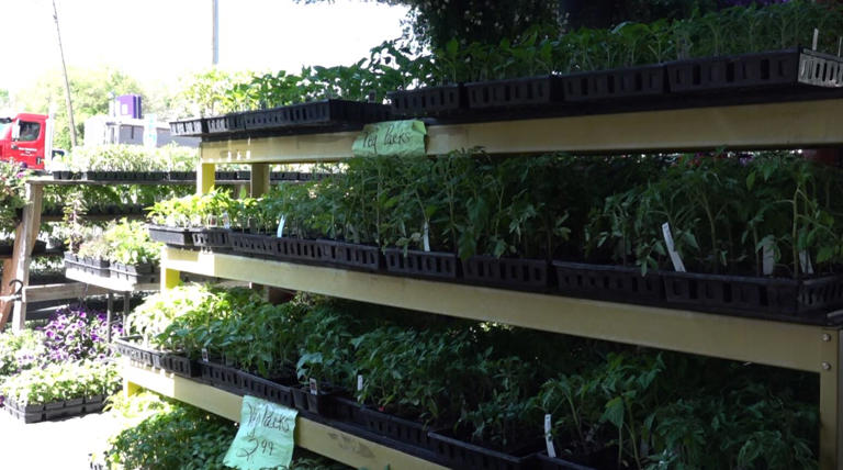 'Overlooked' SNAP benefit covers fruit, vegetable plants thanks to ...