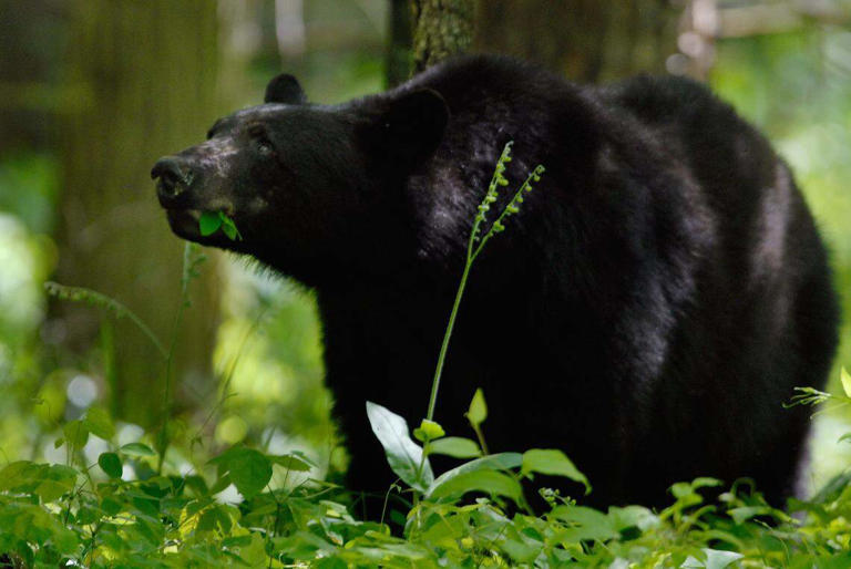 Black bear spotted in a Durham neighborhood. What to do if you see one