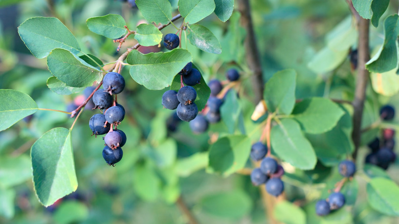 18 lesser-known berries you need to try