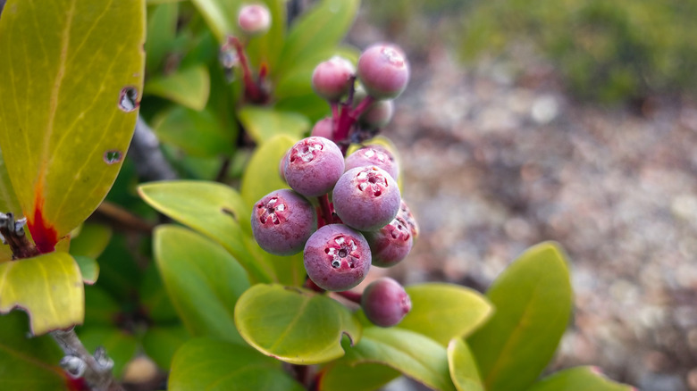 18 lesser-known berries you need to try
