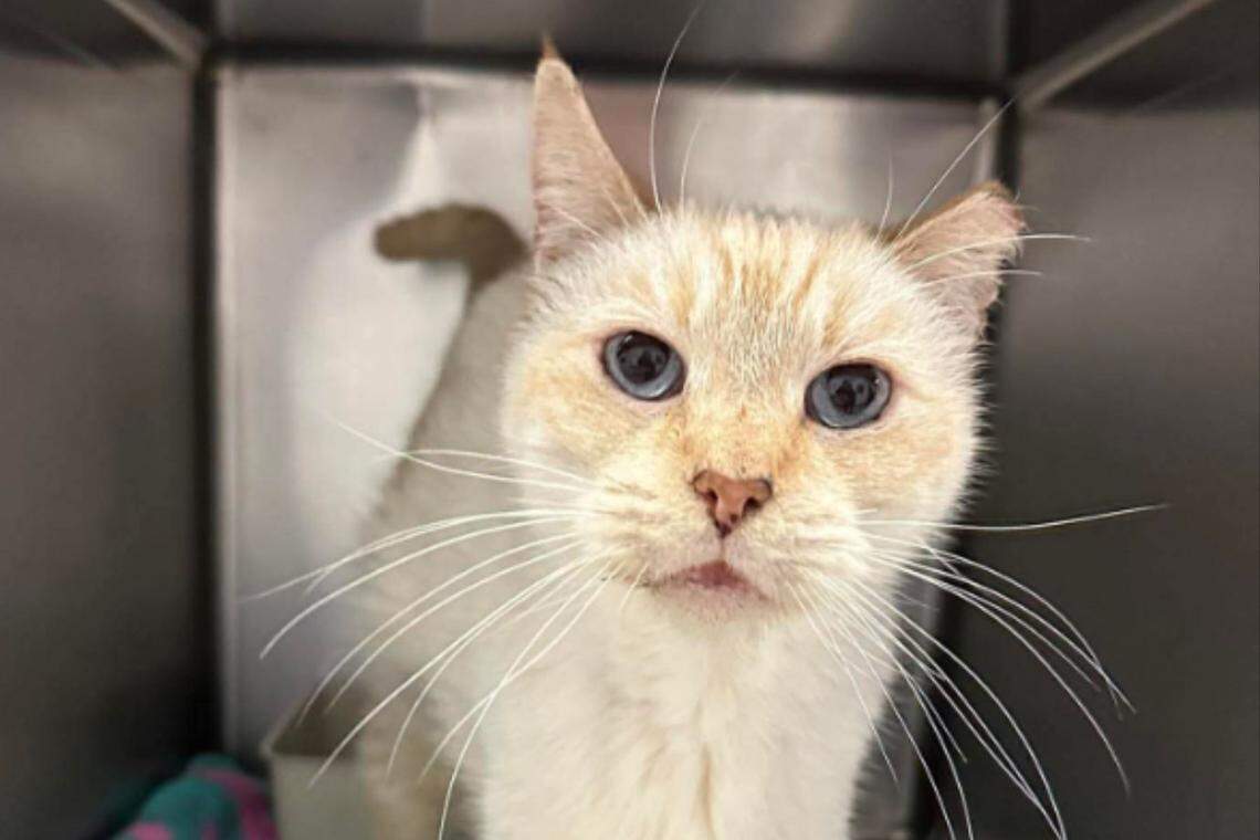 Microchipped cat missing for 7 years travels 2,500 miles across US to ...