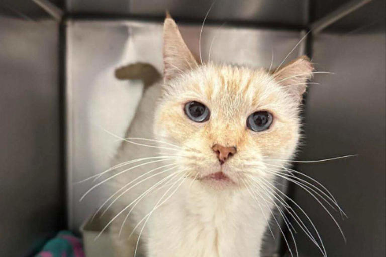 Microchipped cat missing for 7 years travels 2,500 miles across US to ...