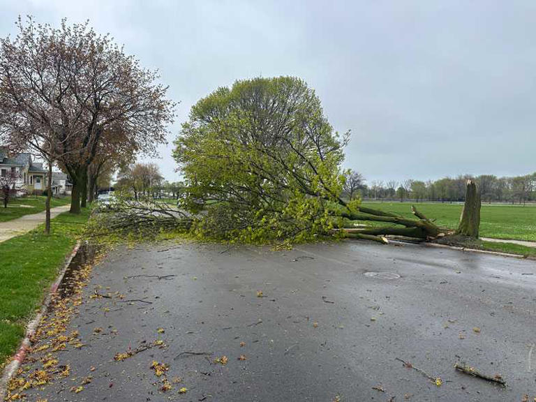 Trees toppled, We Energies reports thousands of power outages in SE ...