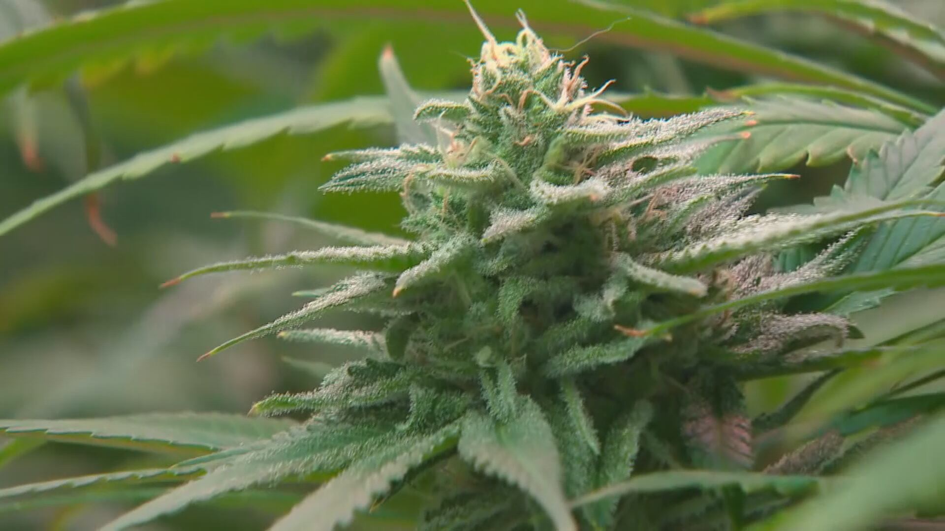 Federal reclassification of medical marijuana opens door to expanded ...