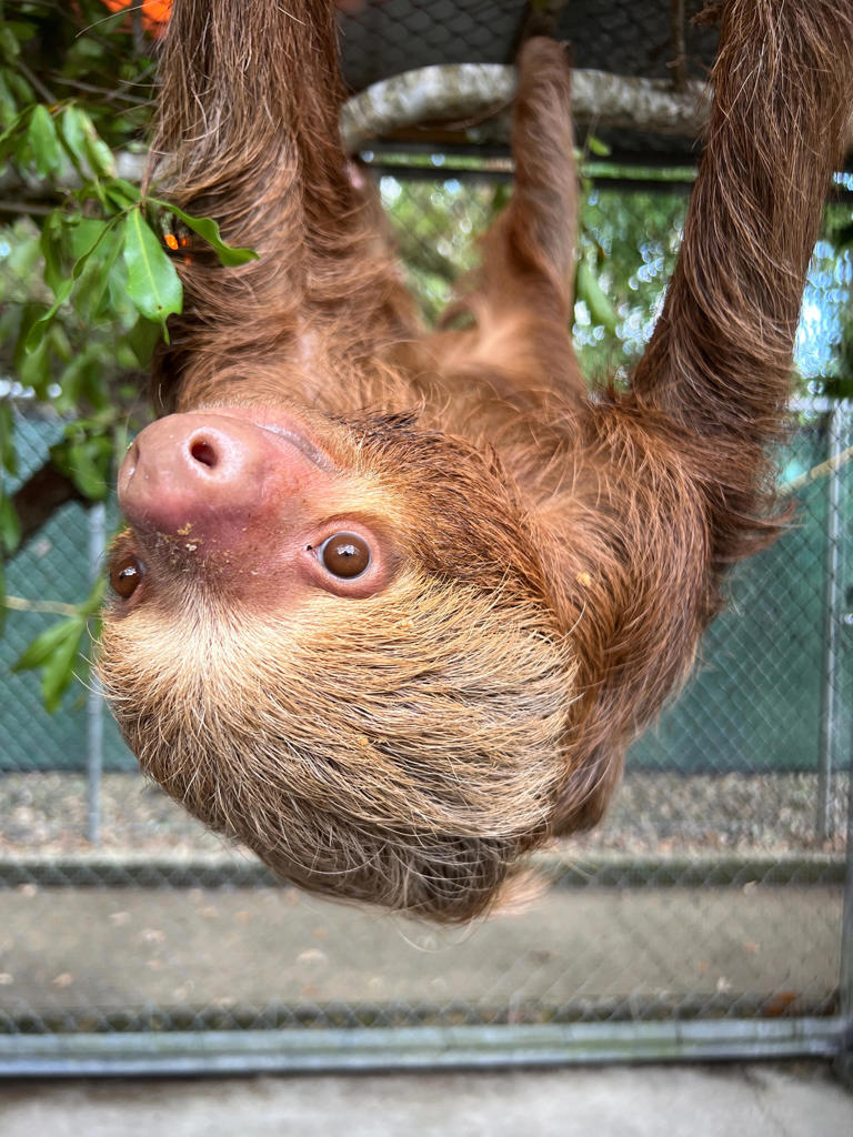 Sloth named Dumpling dies, bringing deaths tied to Sloth World to 55