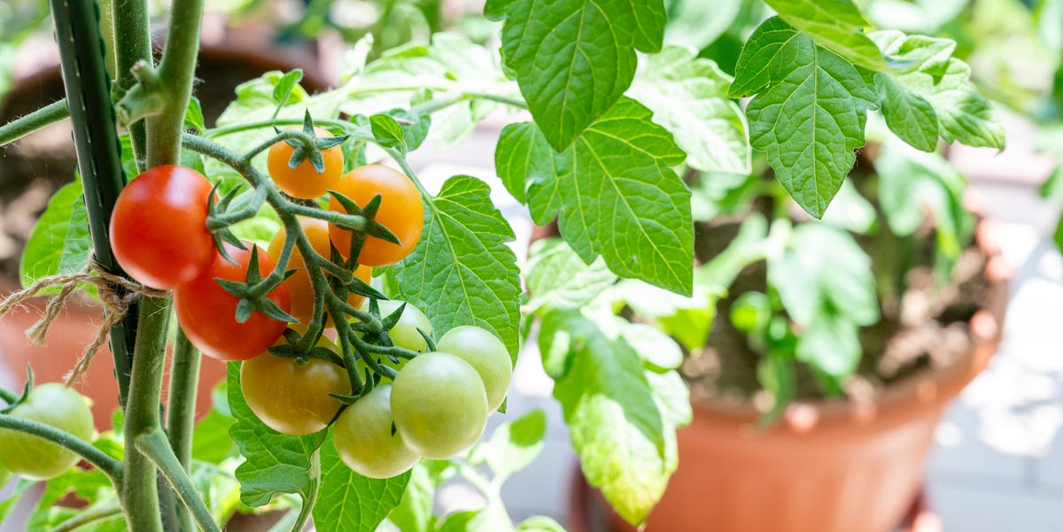 A gardener explains the five essential stages of tomato growth